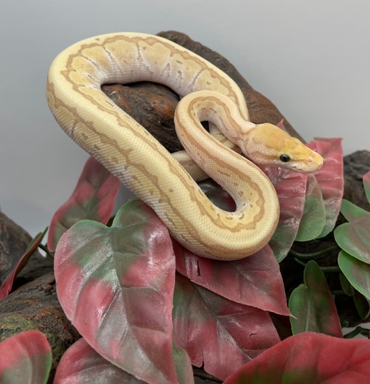 Banana Kingpin Ball Python by Agocs Exotics