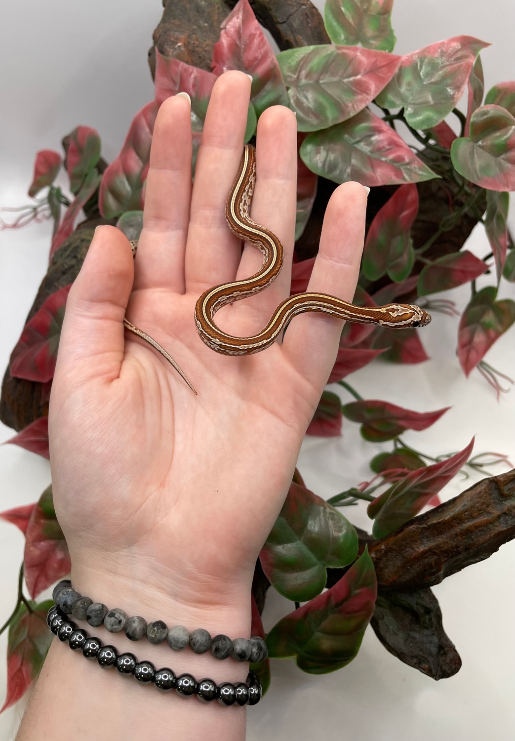 Tessera Okeetee Corn Snake by Agocs Exotics - MorphMarket