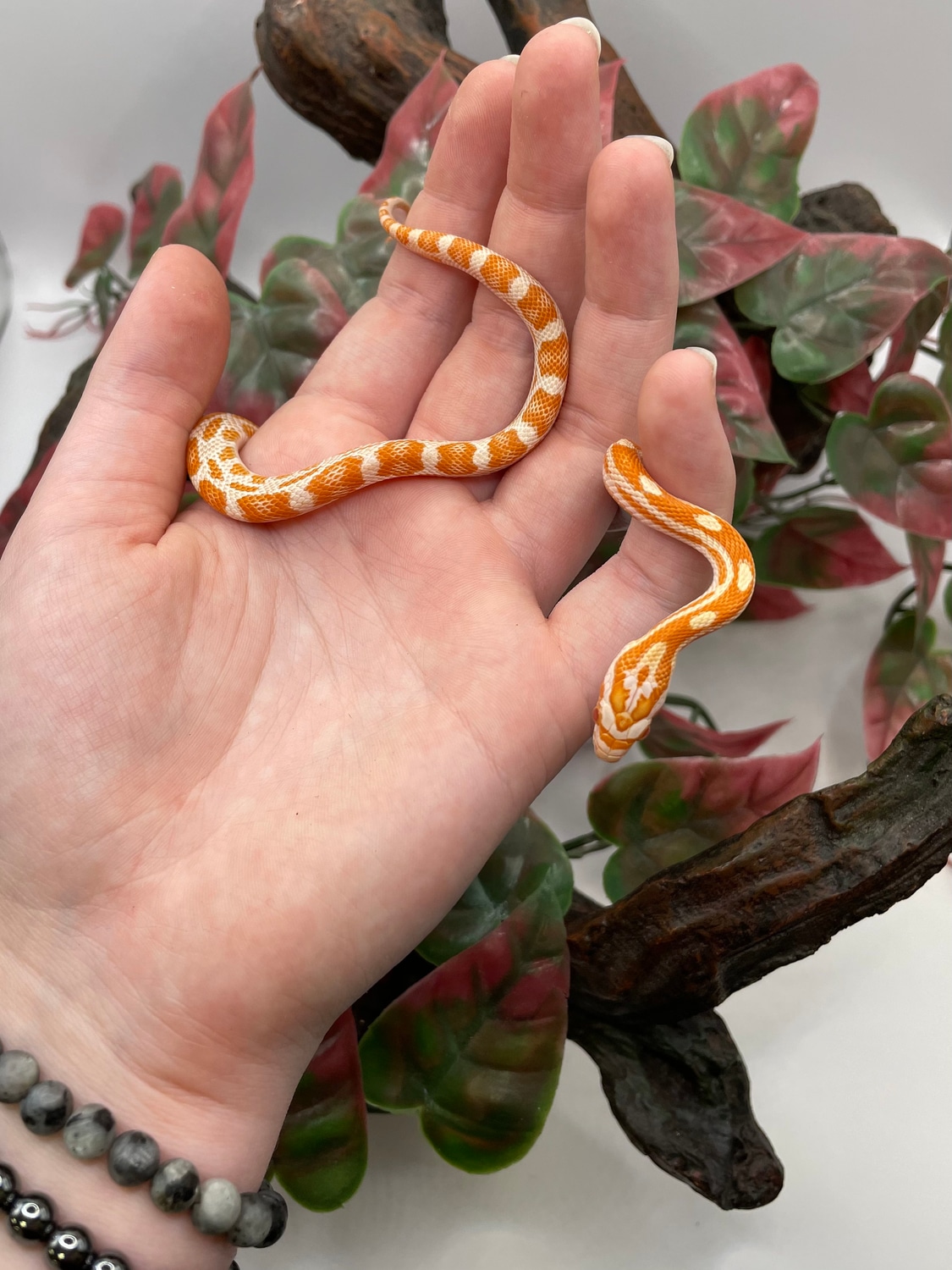 Creamsicle Corn Snake by Agocs Exotics - MorphMarket