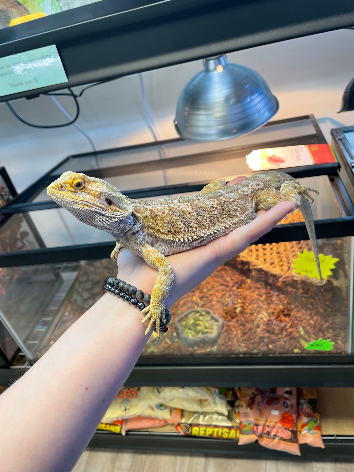 Bearded Dragon Eastern Bearded Dragon by Agocs Exotics - MorphMarket