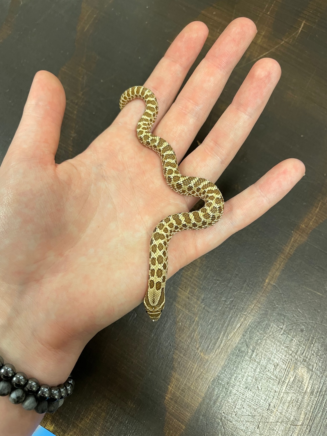Normal Western Hognose by Agocs Exotics - MorphMarket