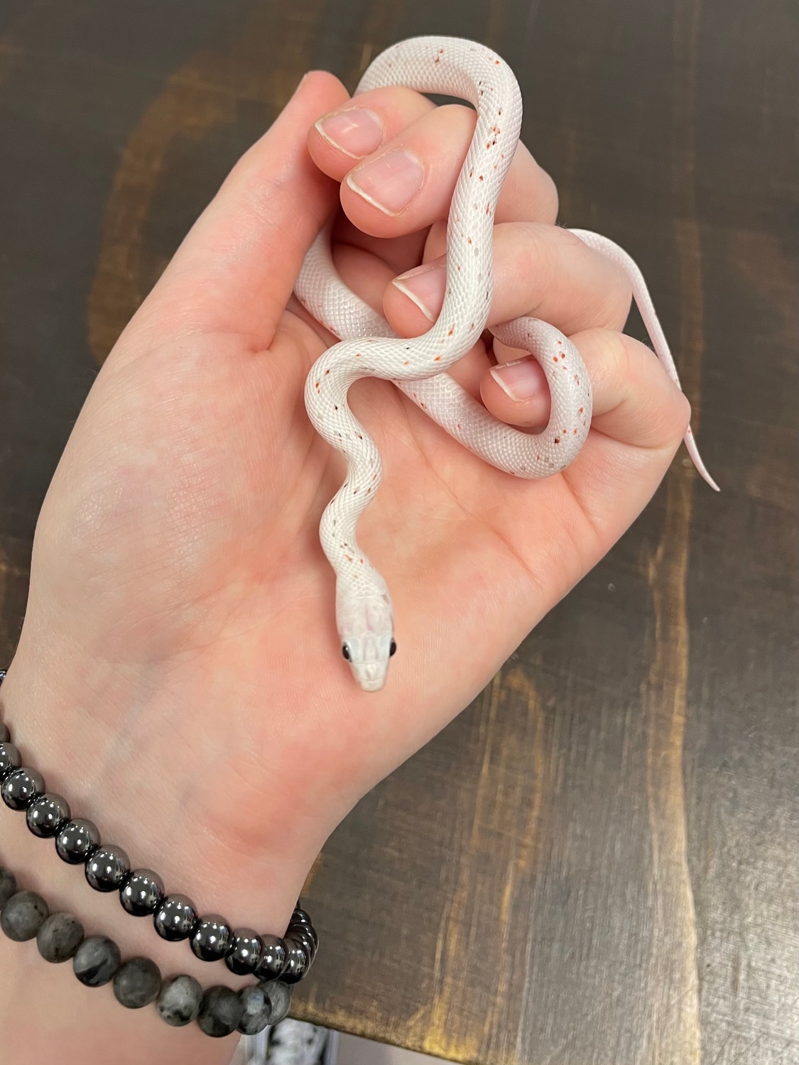 Palmetto Corn Snake by Agocs Exotics - MorphMarket