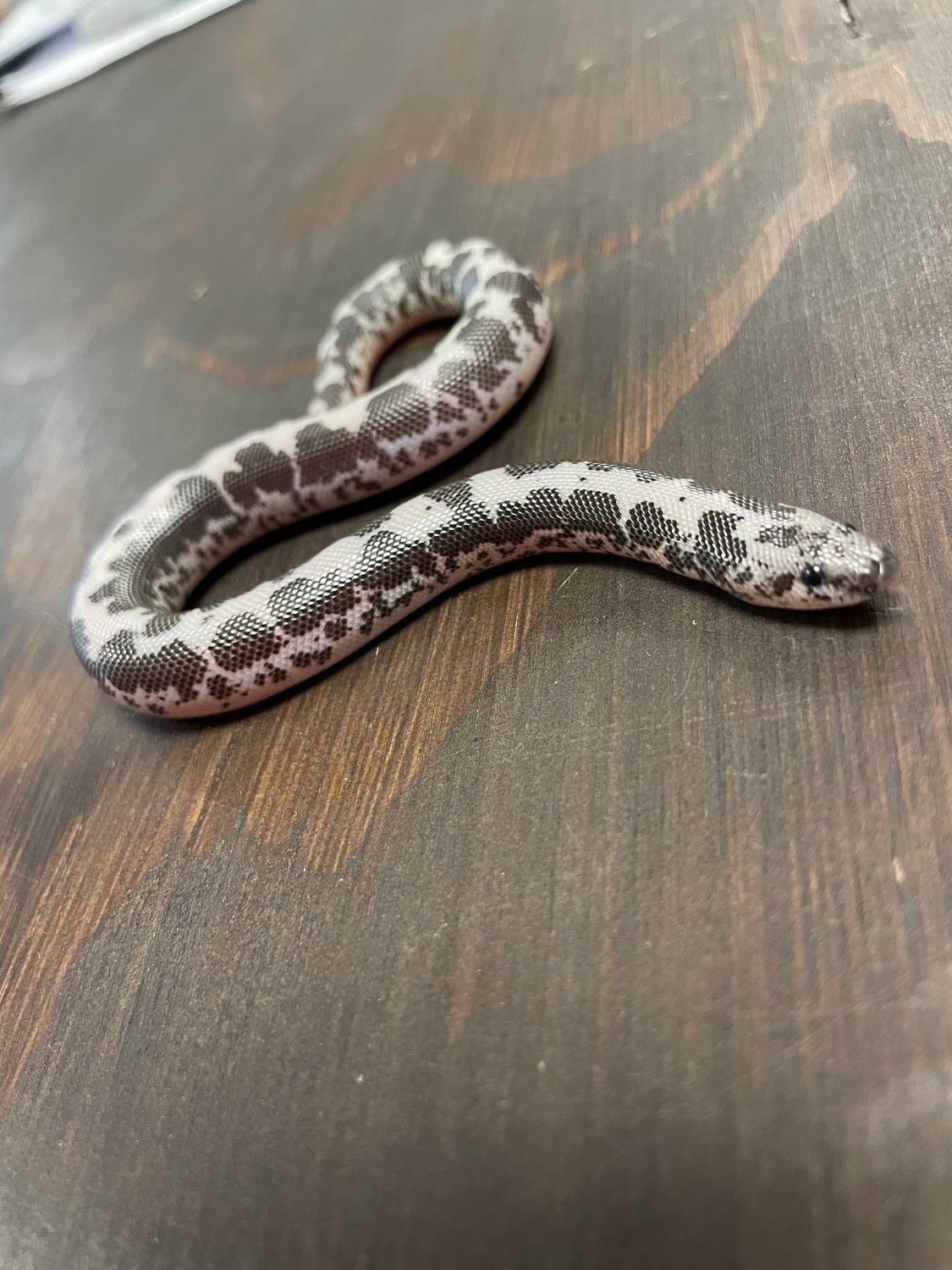 Anery Kenyan Sand Boa by Agocs Exotics - MorphMarket