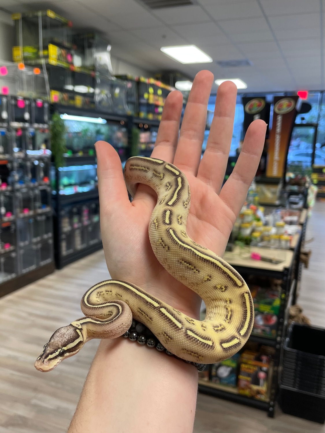 Pastel Butter Freeway Ball Python by Agocs Exotics - MorphMarket