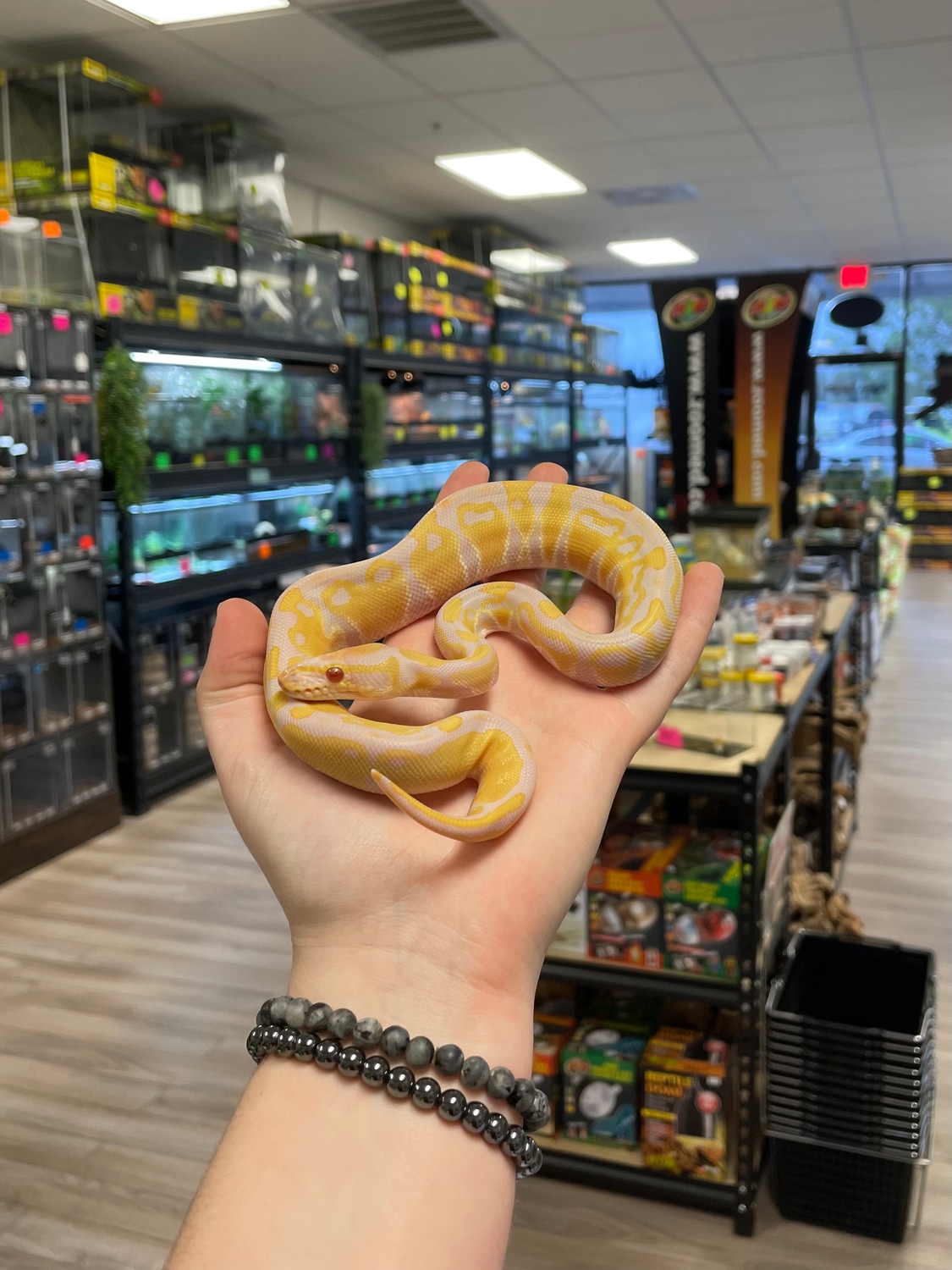 Candino Ball Python by Agocs Exotics - MorphMarket