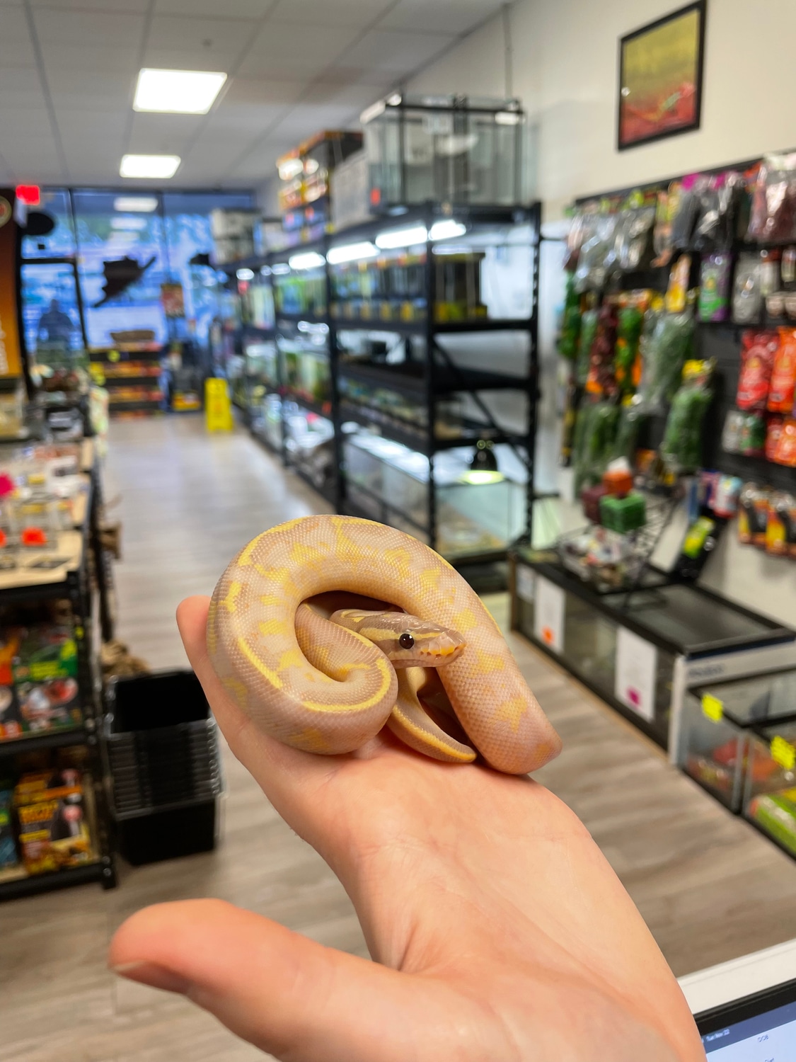 Banana Freeway Ball Python by Agocs Exotics - MorphMarket