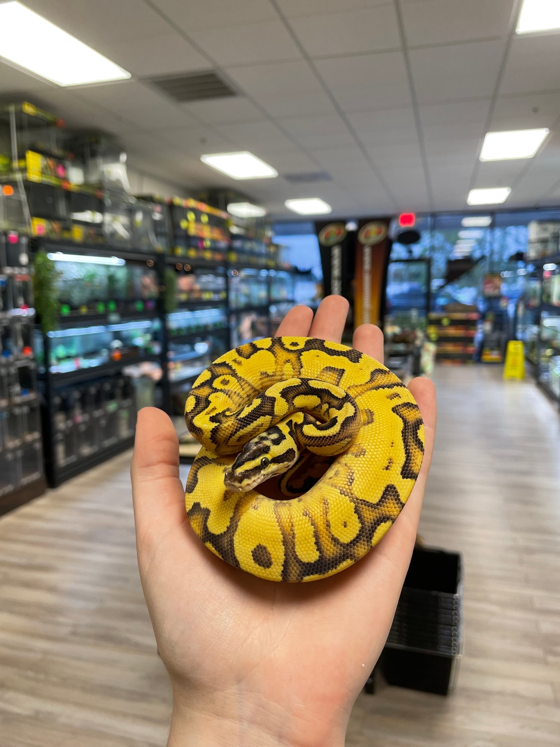 Firefly Enchi Yellowbelly Or Asphalt Ball Python by Agocs Exotics ...