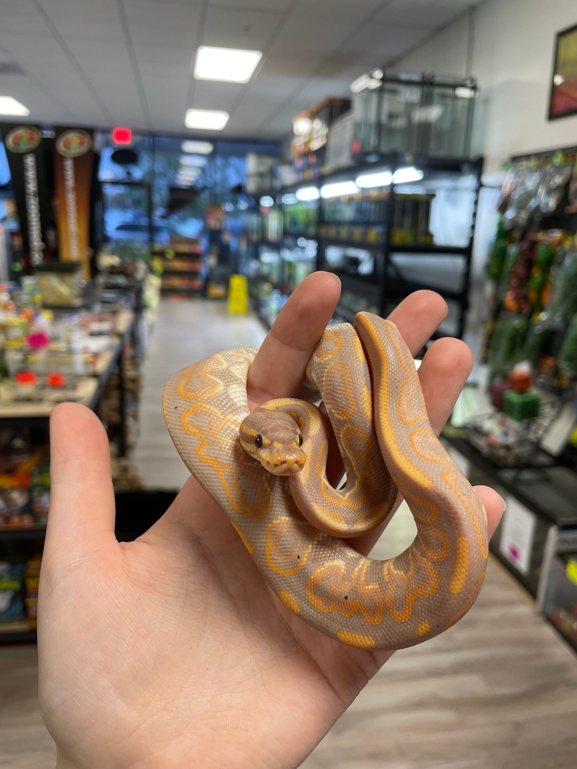 Banana Black Pastel Ball Python by Agocs Exotics - MorphMarket