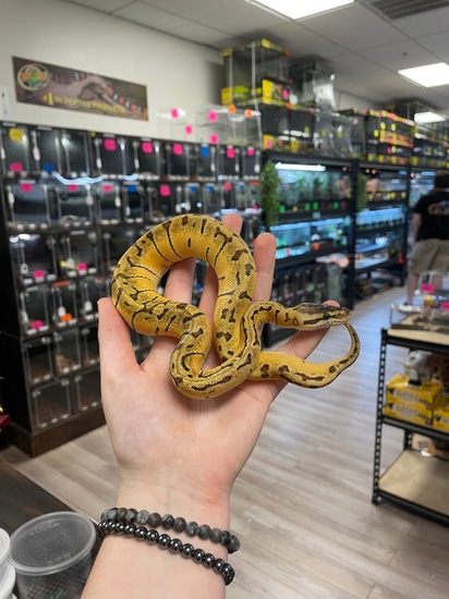 Enchi Lemonblast Ball Python by Agocs Exotics