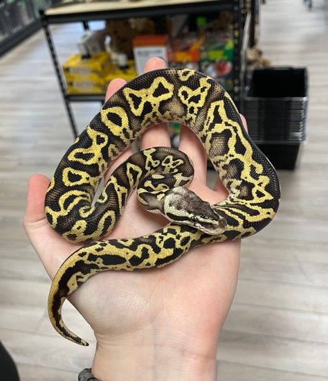 Firefly Leopard Ball Python by Agocs Exotics