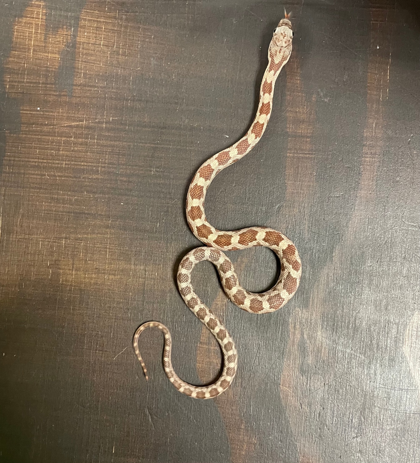 Rusty Western Rat Snake by Agocs Exotics - MorphMarket