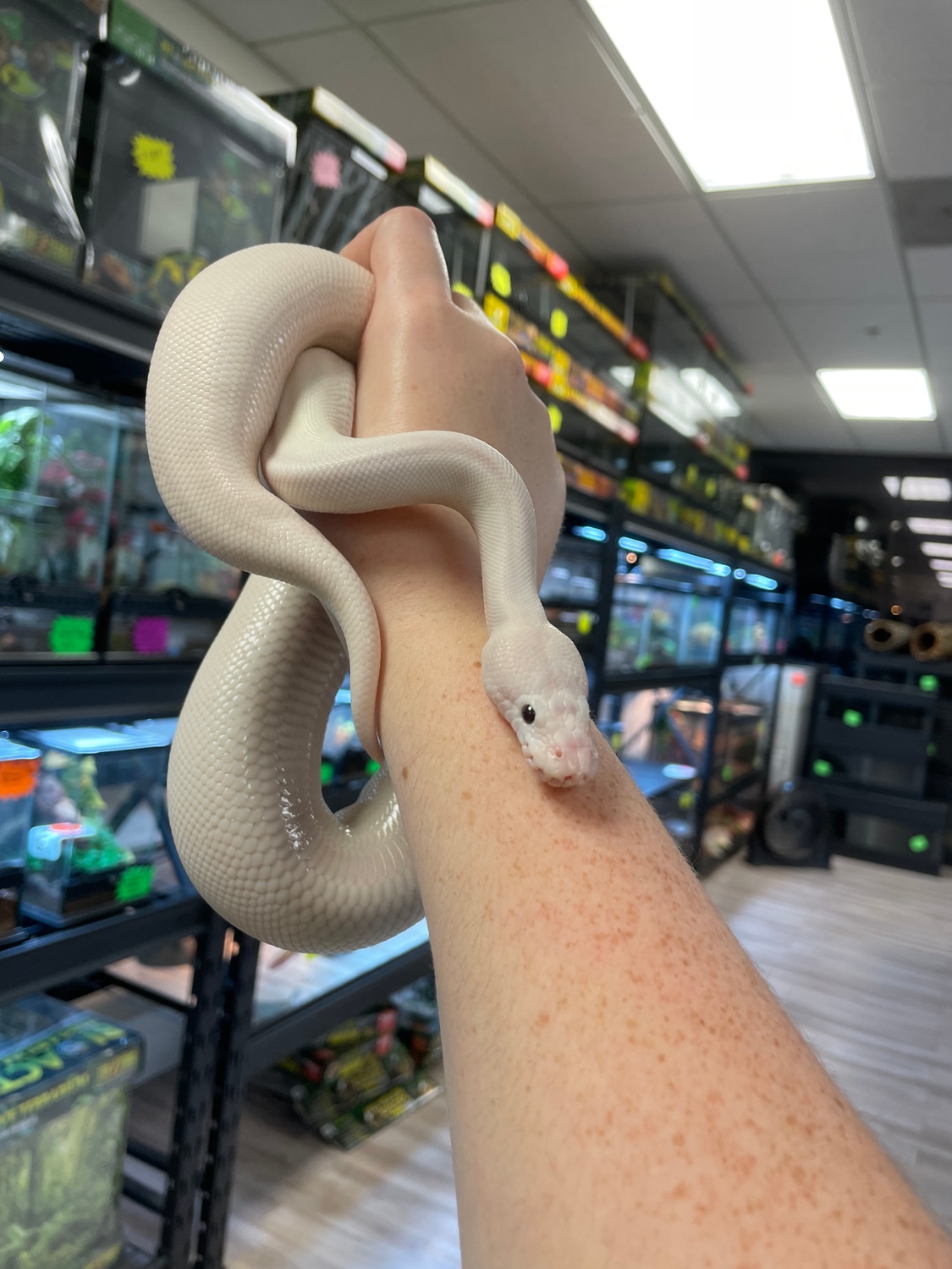 White Pinto Ball Python by Agocs Exotics - MorphMarket