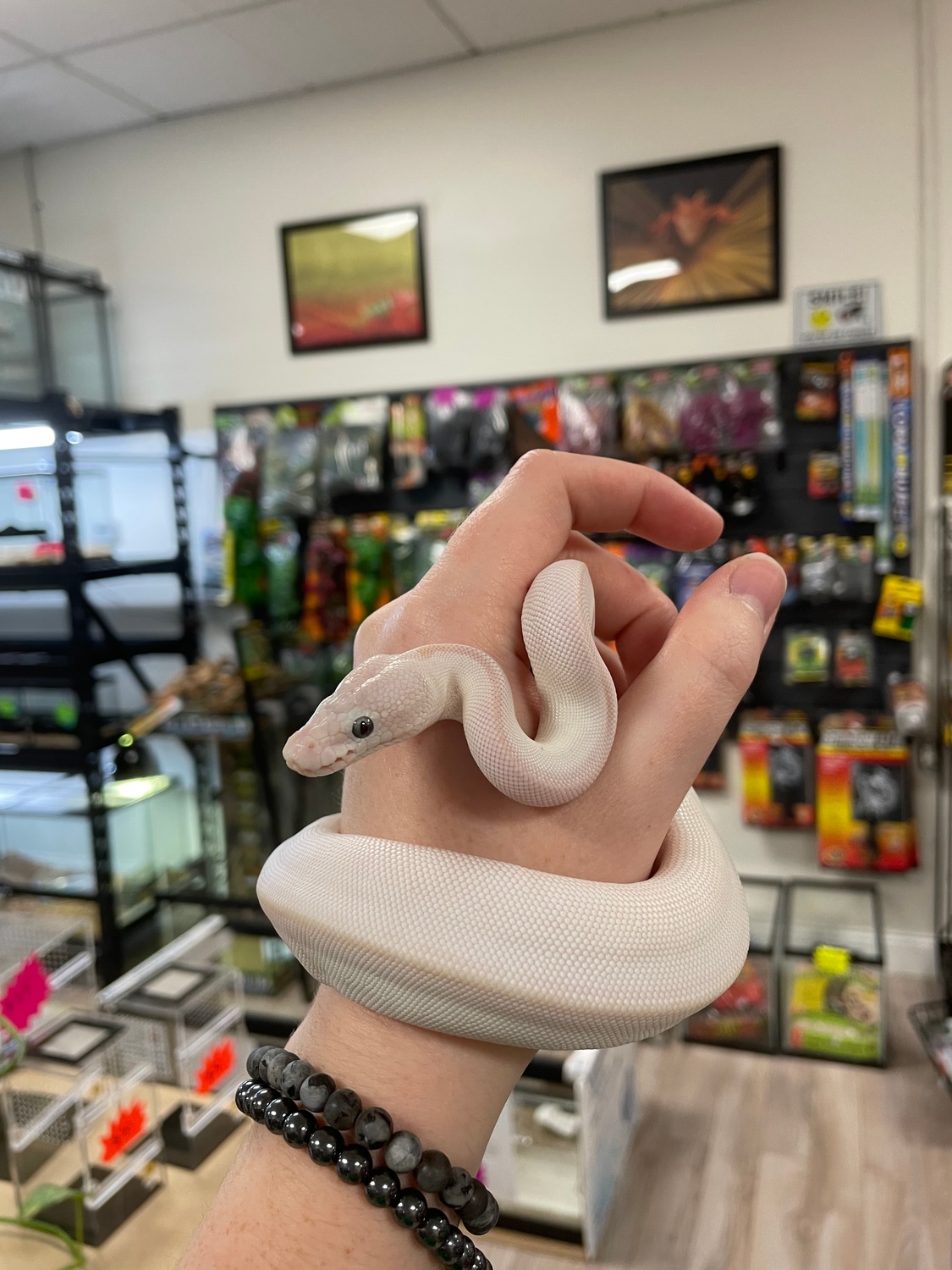 White Diamond Super Russo Ball Python by Agocs Exotics - MorphMarket