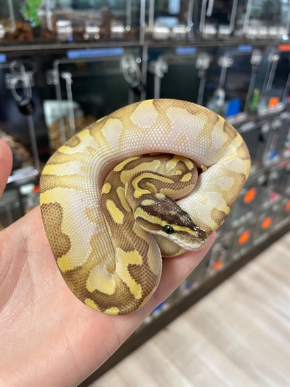Orange Dream Pastel Butter Enchi Sugar Yellowbelly Ball Python by Agocs ...