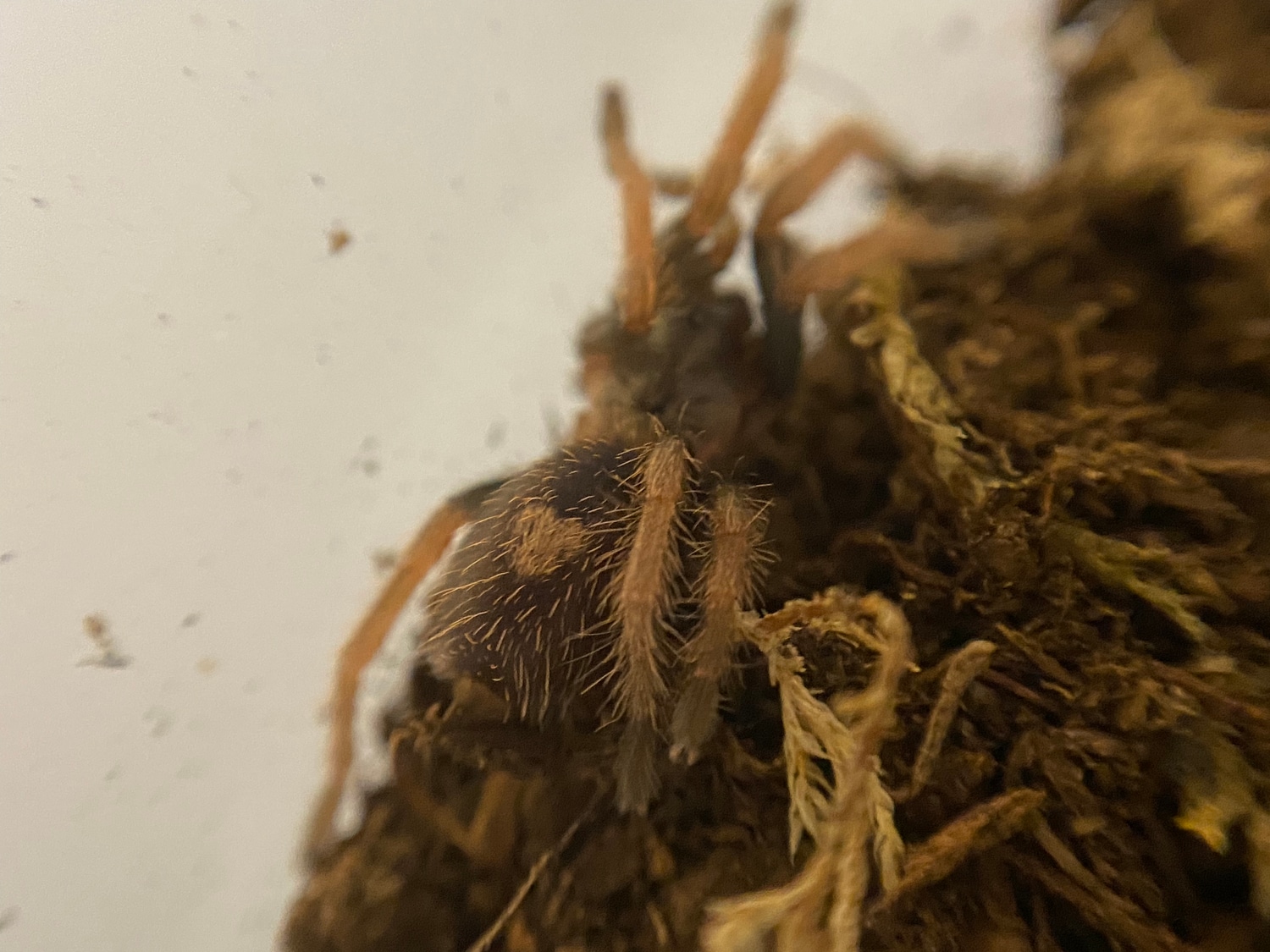 Bonnetina Minax (Mexican Copperhead) Tarantula by Agocs Exotics ...