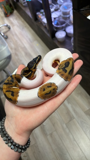Piebald (Smiley Face) Ball Python by Agocs Exotics