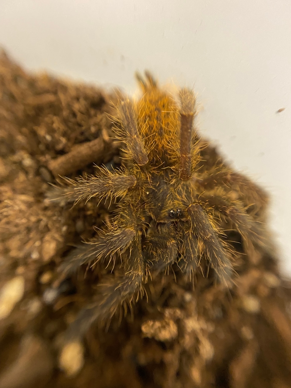 Pterinochilus Murinus (Brown Color Form OBT ‘Tete` Locality) Tarantula ...