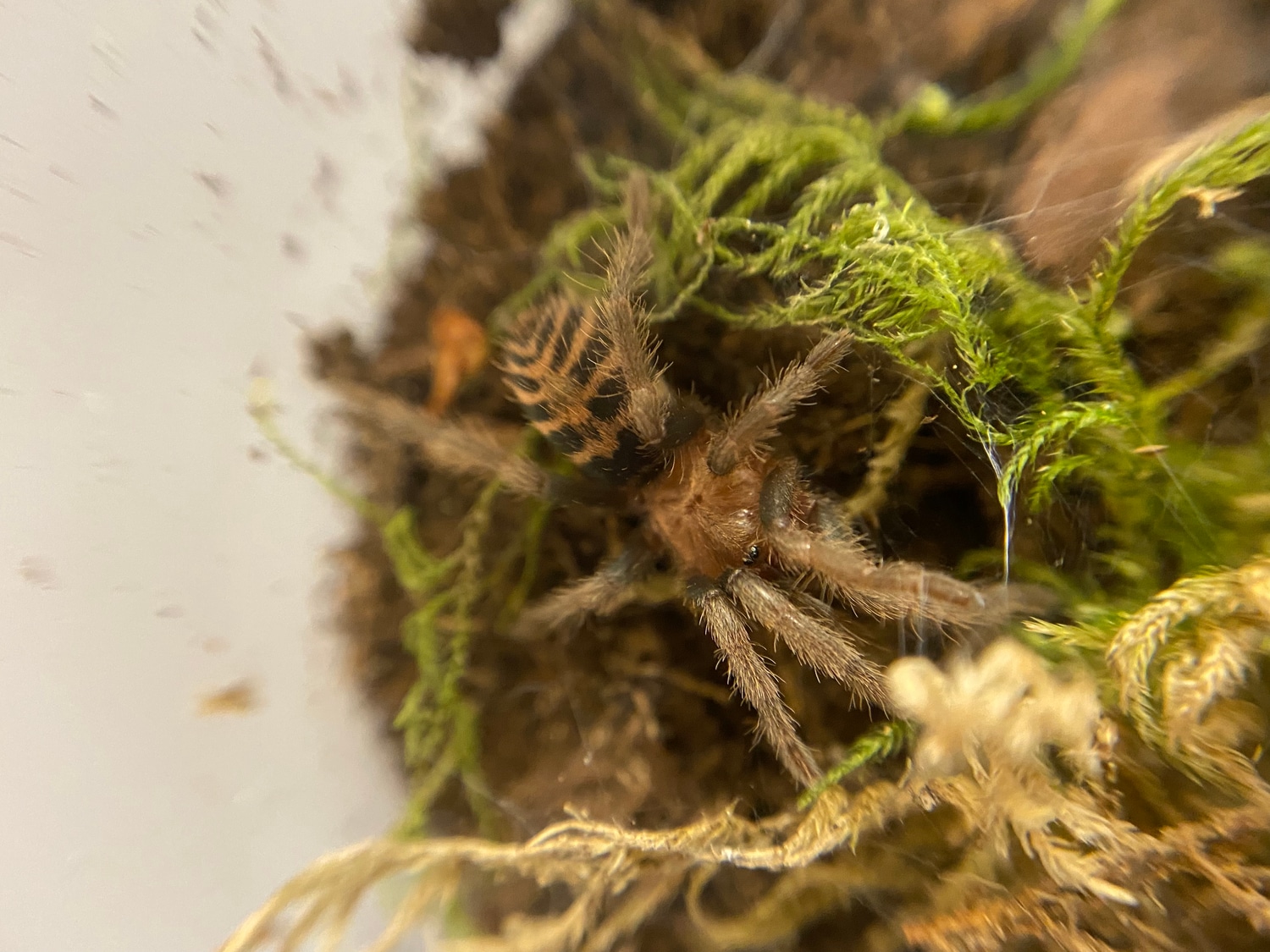 Davus Pentaloris (Guatemalan Tiger Rump) Tarantula by Agocs Exotics ...