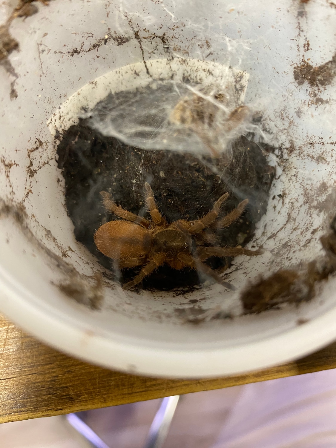 Euthycaelus Colonica (Venezuelan Orange And Bronze) Tarantula by Agocs ...
