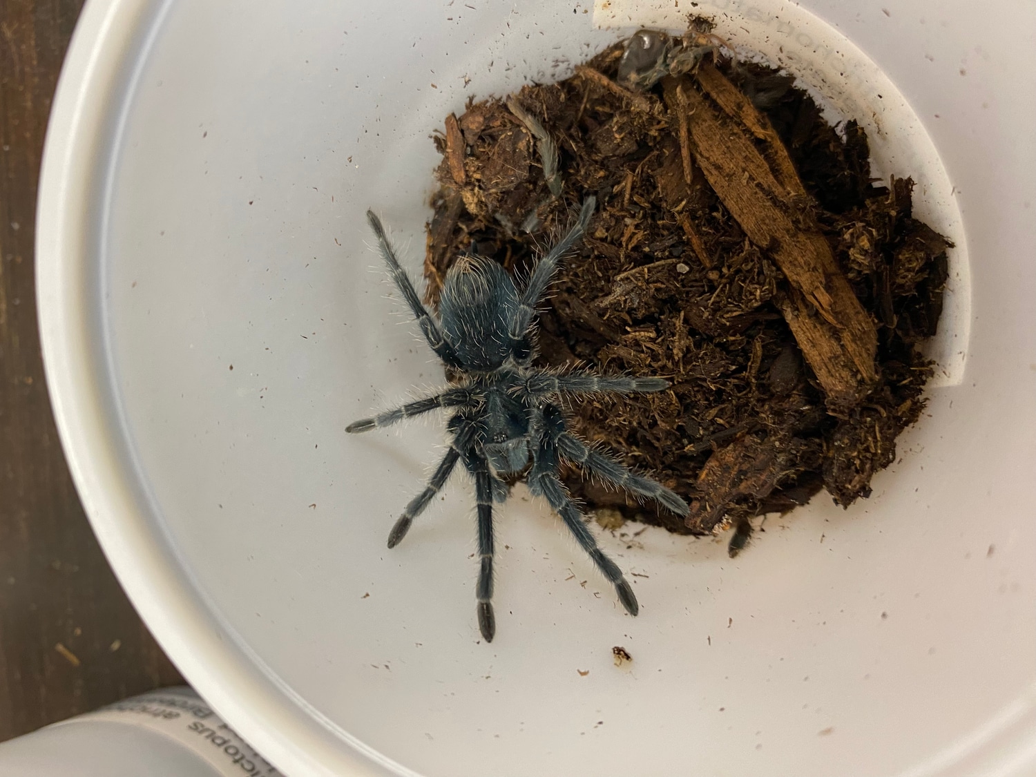 Phormictopus Atrichomatus (Red Island Birdeater) Tarantula by Agocs ...