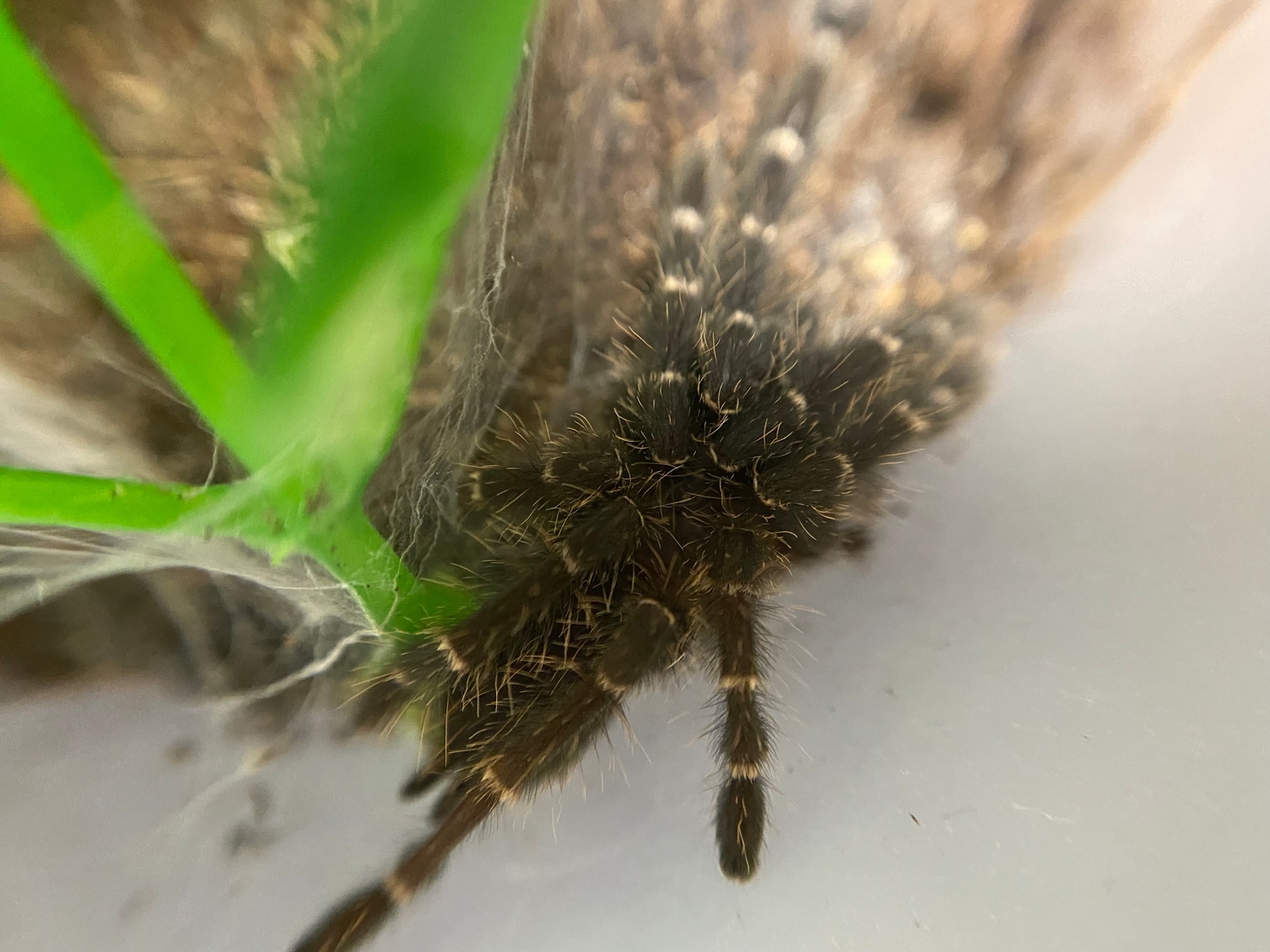 Taksinus Bambus (Bamboo Spider) CAPTIVE BRED NOT WILD CAUGHT Tarantula ...