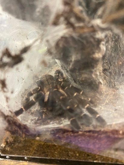 Taksinus Bambus (Bamboo Spider) - Juvenile/Subadult Unsexed With ...