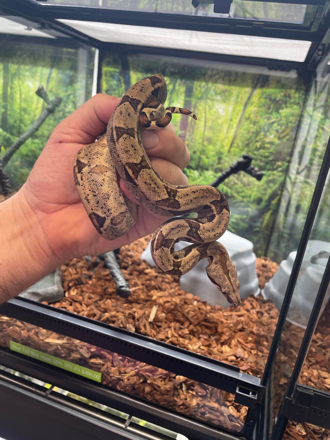 Hypo 50% VPI (Red Tail Boa ) Boa Constrictor by Agocs Exotics - MorphMarket