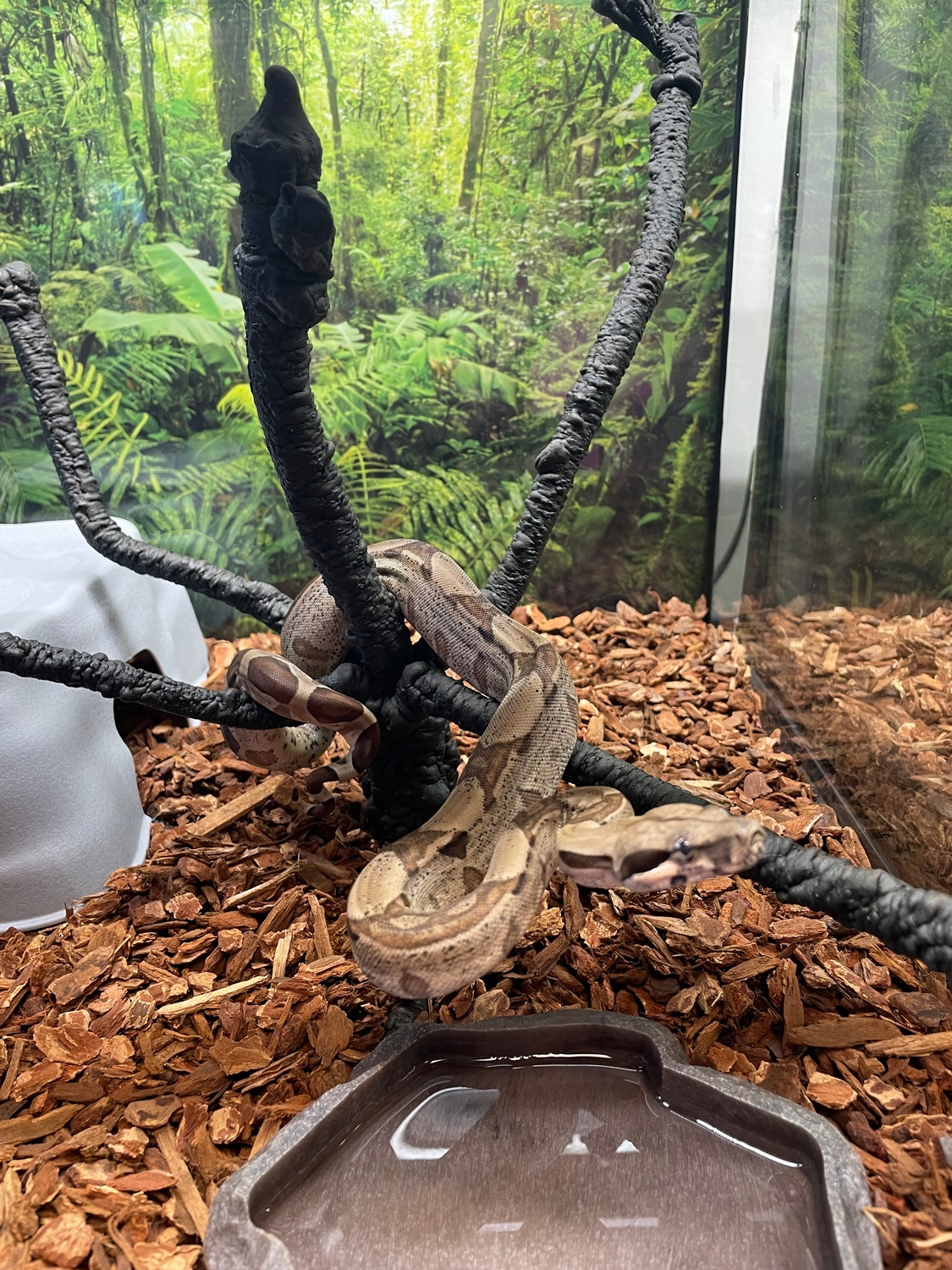 Hypo Anery (Red Tail Boa ) Boa Constrictor by Agocs Exotics - MorphMarket