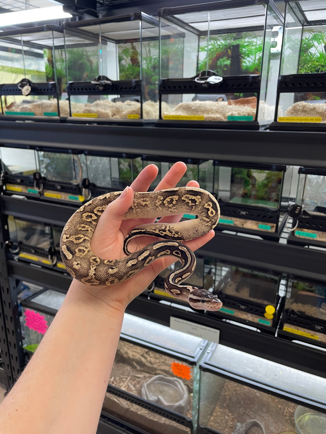 Pewter Yellow Belly Ball Python by Agocs Exotics - MorphMarket