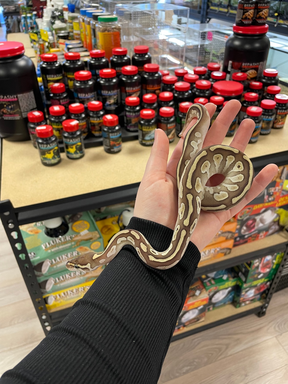 Butter Yellow Belly Ball Python by Agocs Exotics - MorphMarket