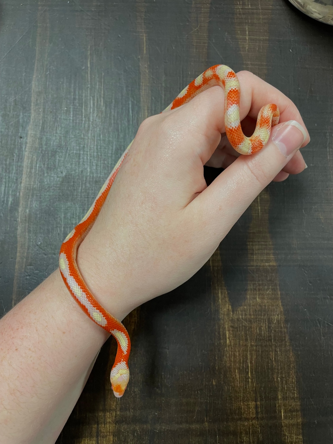 Albino Splotched Nelson's Milk Snake by Agocs Exotics - MorphMarket