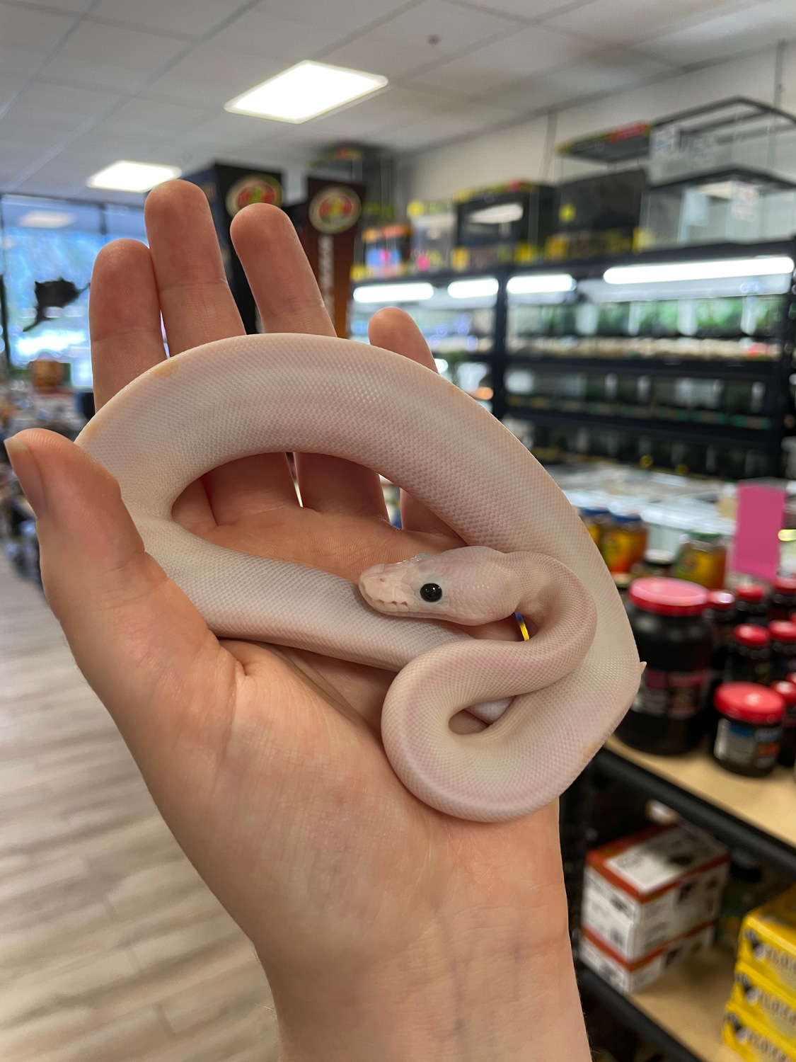 Super Fire Ball Python by Agocs Exotics - MorphMarket