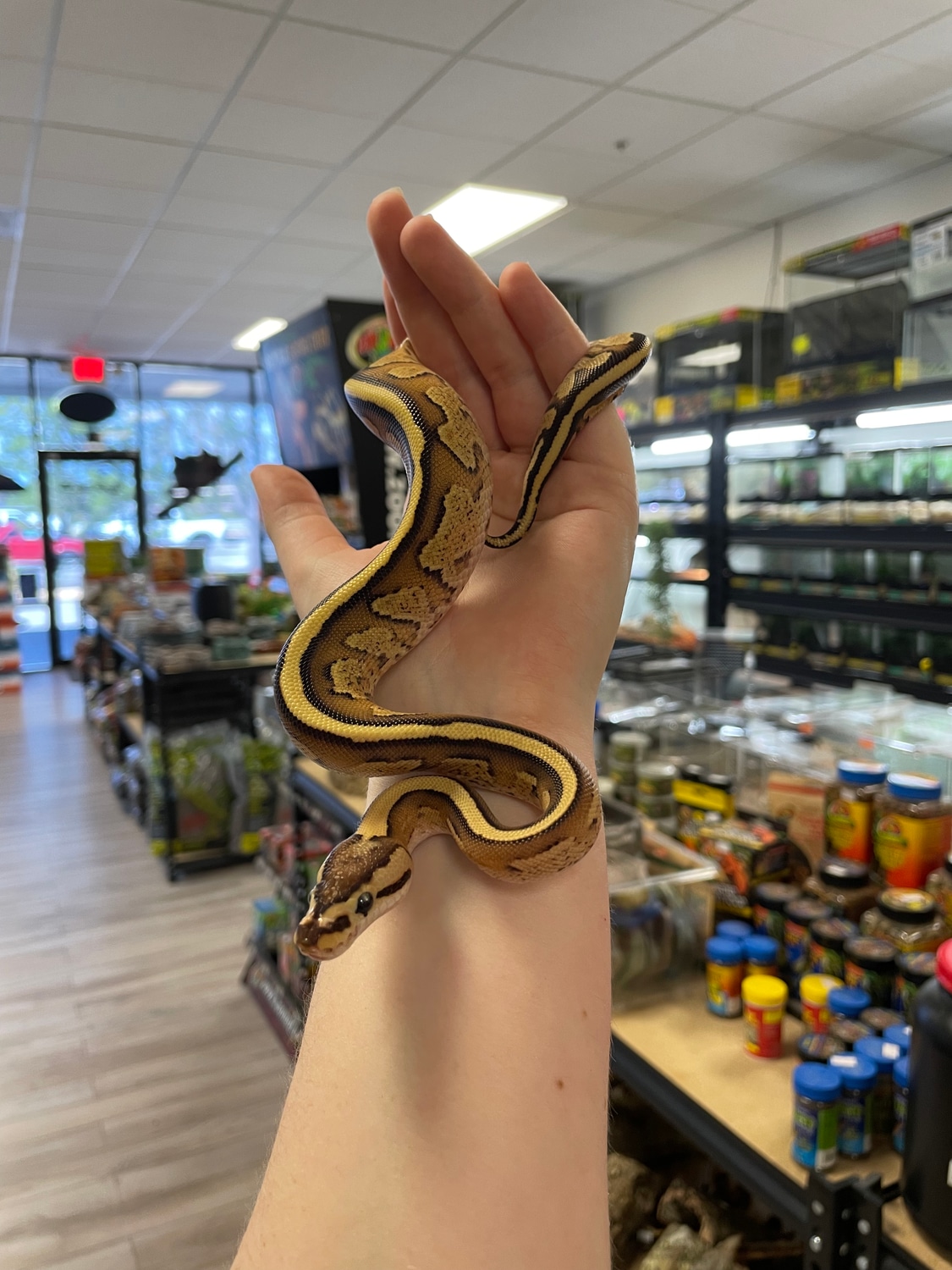 Super Specter Ball Python by Agocs Exotics - MorphMarket
