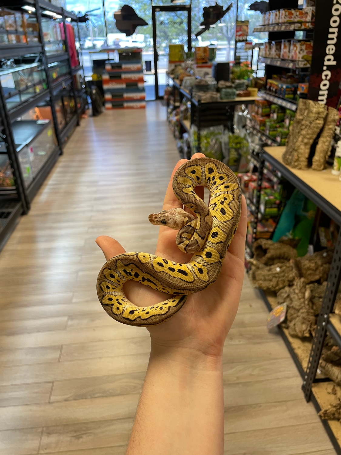 Killer Clown Ball Python by Agocs Exotics - MorphMarket