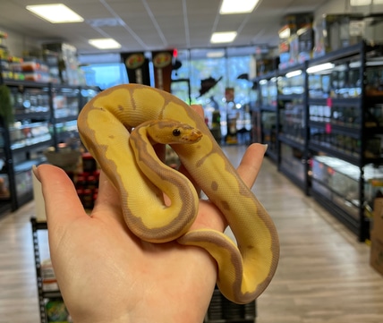 Agocs Exotics - MorphMarket