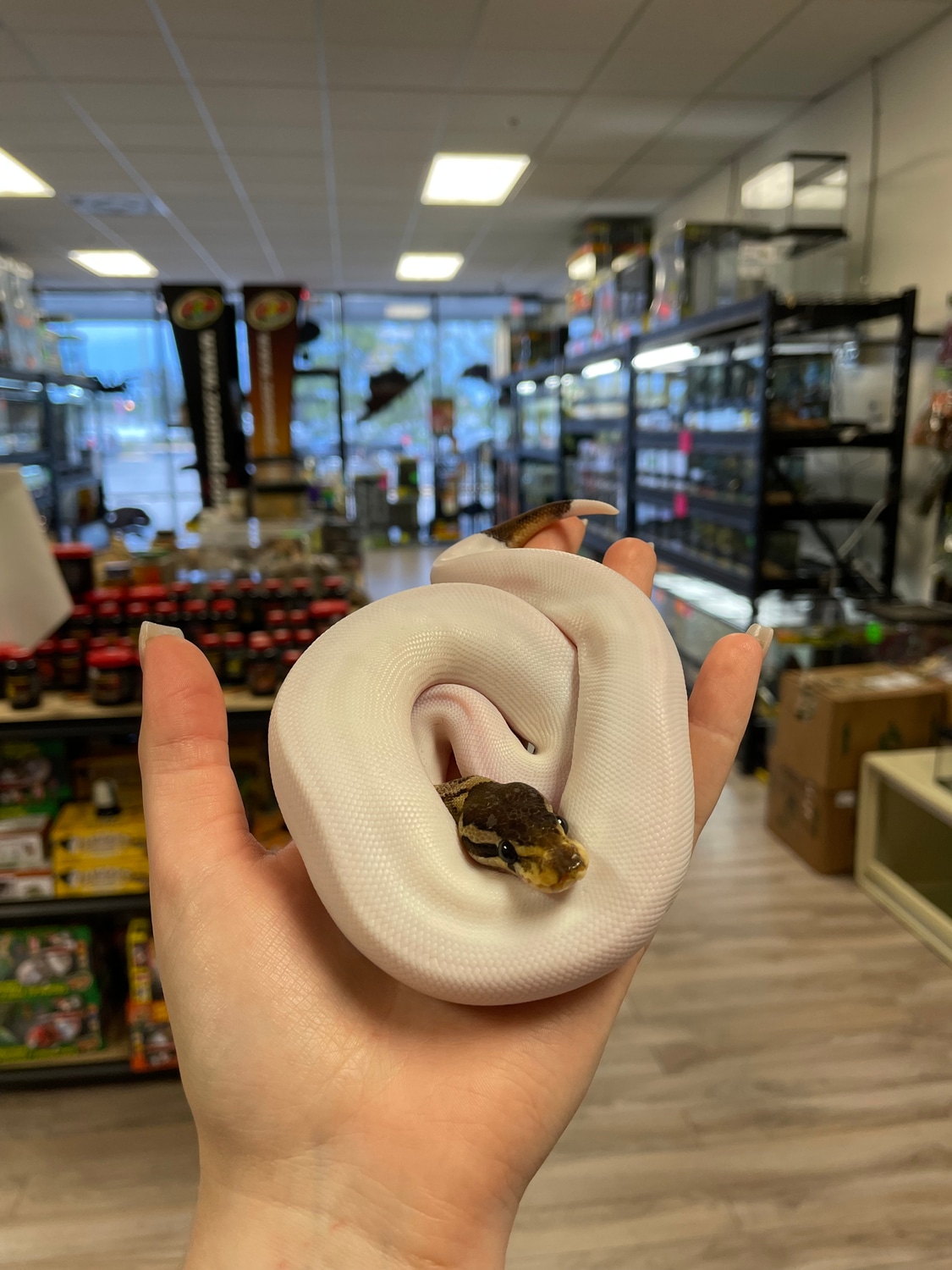 Cinnamon Piebald Ball Python by Agocs Exotics - MorphMarket