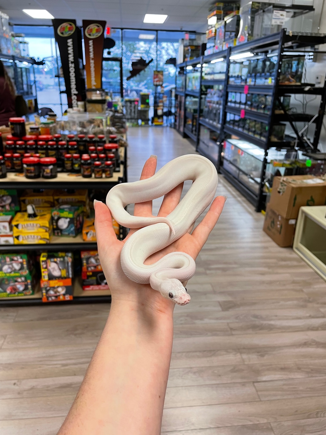 Blue Eyed Leucistic (Mojave/Butter) Ball Python by Agocs Exotics ...