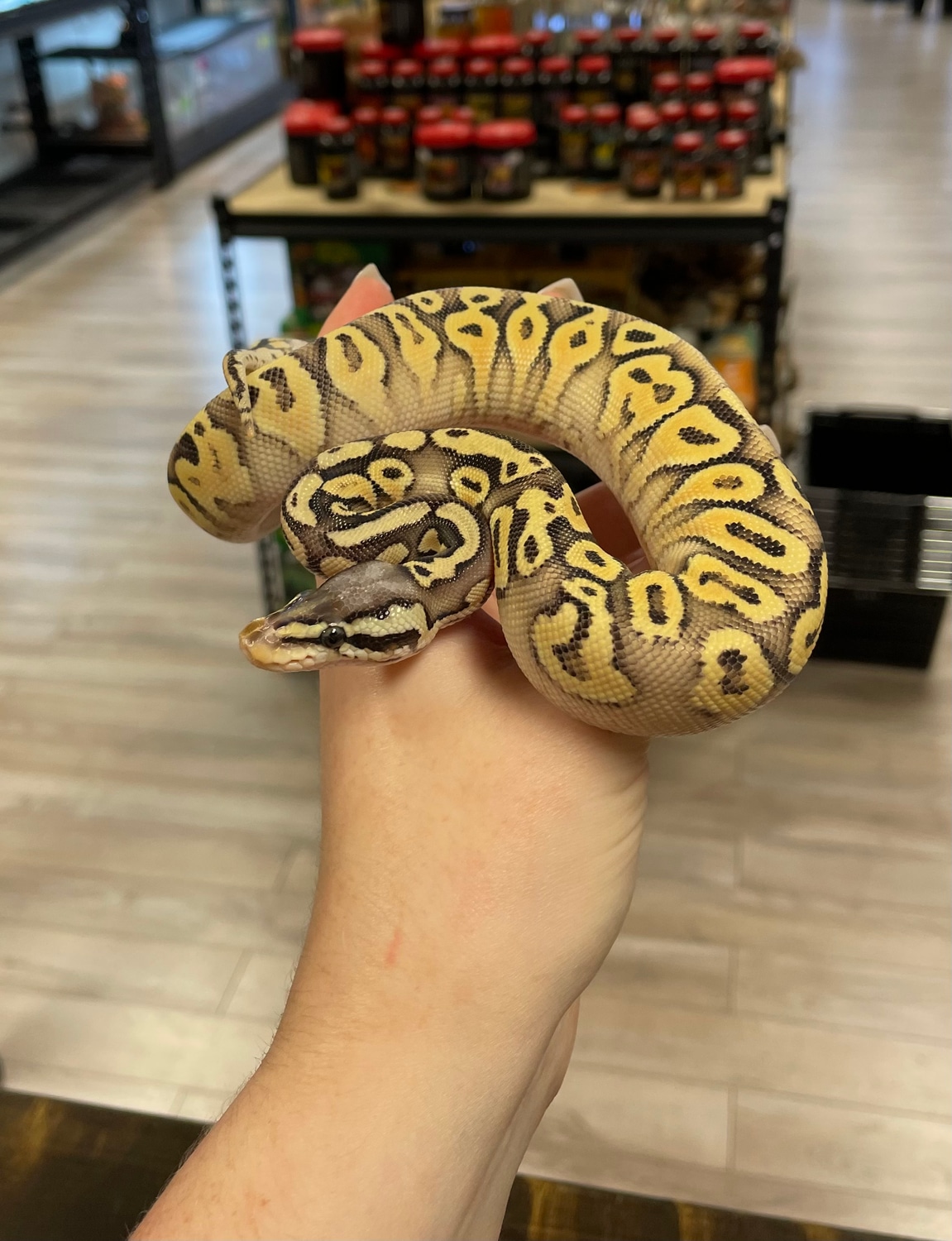 Special Super Pastel Orange Dream Yellow Belly Ball Python by Agocs ...
