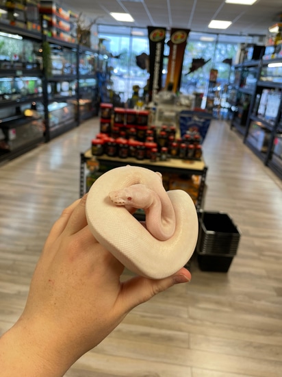 White Demon Ball Python by Agocs Exotics