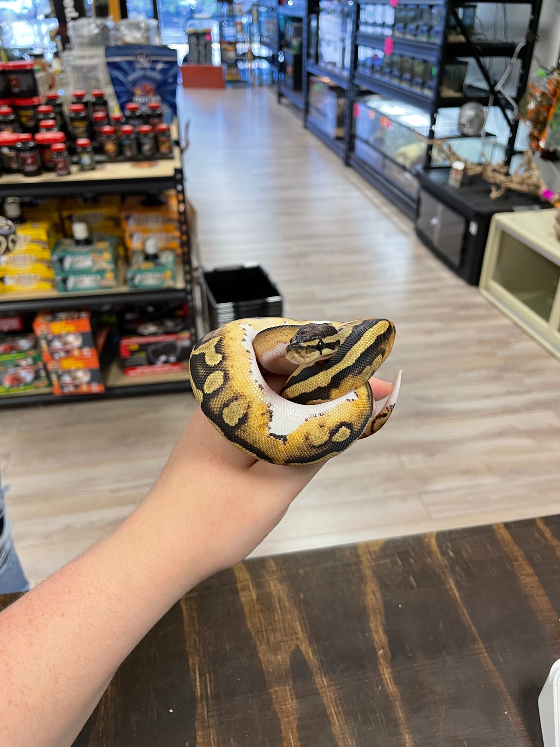 Low White Piebald Ball Python by Agocs Exotics - MorphMarket