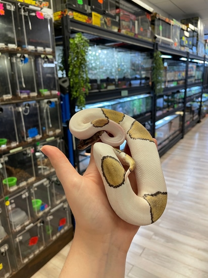 Mojave Piebald Ball Python by Agocs Exotics