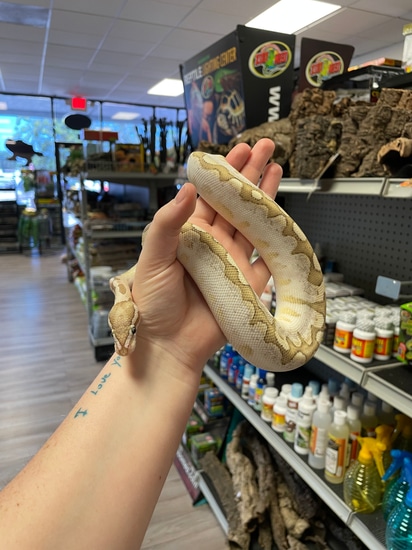 Bamboo Fire Sugar Ball Python by Agocs Exotics