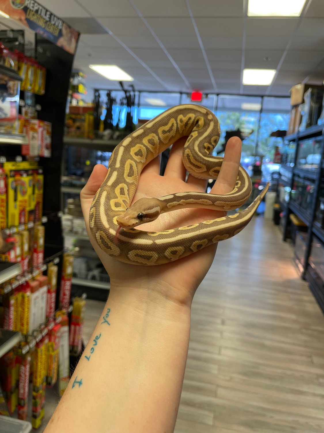 Phantom Banana Black Pastel Ball Python by Agocs Exotics - MorphMarket