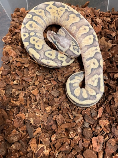 Superfly Hypo Ball Python by Agocs Exotics