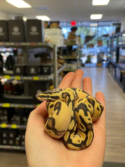 Firefly Enchi Ball Python by Agocs Exotics
