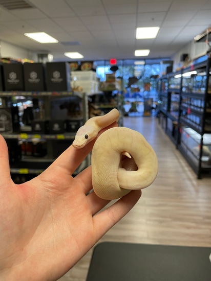 Banana Fire Super Blast Ball Python by Agocs Exotics