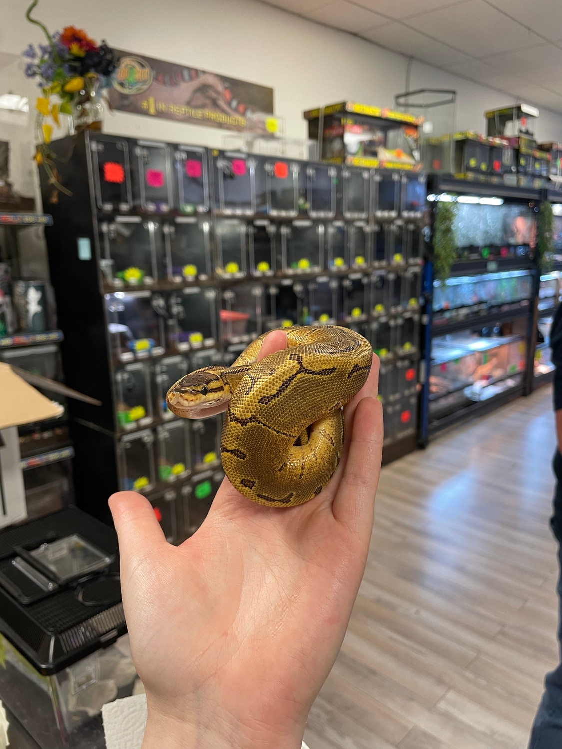 Enchi Pinstripe Yellow Belly Or Asphalt Ball Python by Agocs Exotics ...