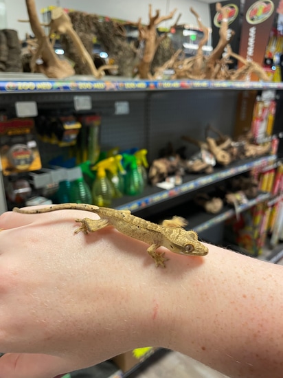 Yellow Brindle Dalmation Crested Gecko by Agocs Exotics