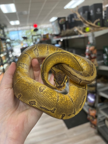 Enchi Pinstripe Yellow Belly Or Asphalt Ball Python by Agocs Exotics