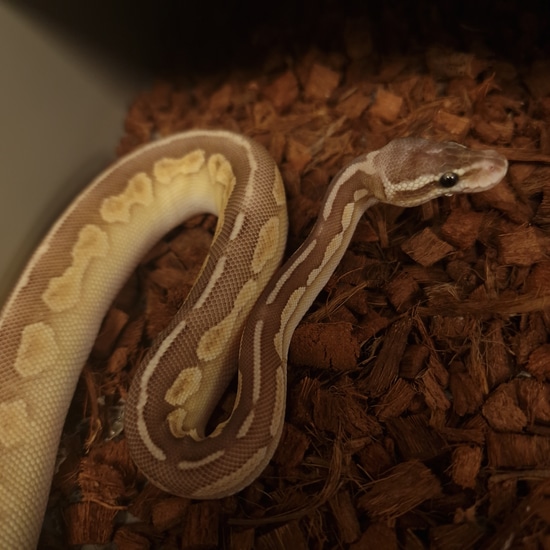 Pewter Lesser 66% Het Hypo 66% Het Clown Ball Python by Zenith Morphs